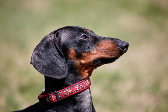 Budger Images – Browse 58 Stock Photos, Vectors, and Video | Adobe Stock