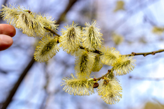 Pucture Images – Browse 36 Stock Photos, Vectors, and Video | Adobe Stock