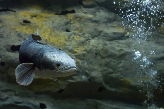 Mudfish Images – Browse 49 Stock Photos, Vectors, and Video | Adobe Stock