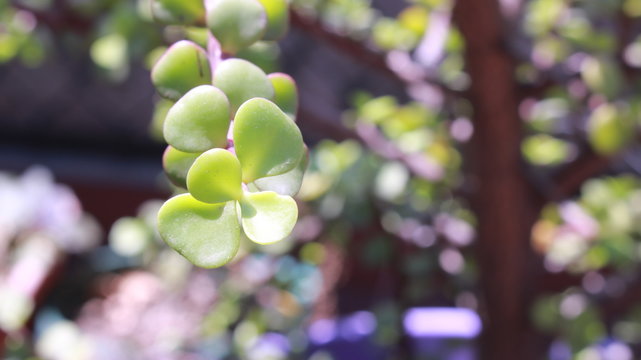 รูปภาพLuckiness – เลือกดูภาพถ่ายสต็อก เวกเตอร์ และวิดีโอ2,240 | Adobe Stock