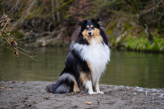 Rough-Collie Bilder – Durchsuchen 5,503 Archivfotos, Vektorgrafiken und ...
