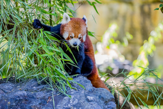 Ailuridae Images – Browse 680 Stock Photos, Vectors, and Video | Adobe ...