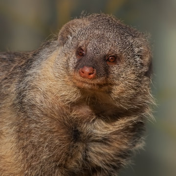 Mongoose Images – Parcourir 27,451 le catalogue de photos, vecteurs et ...