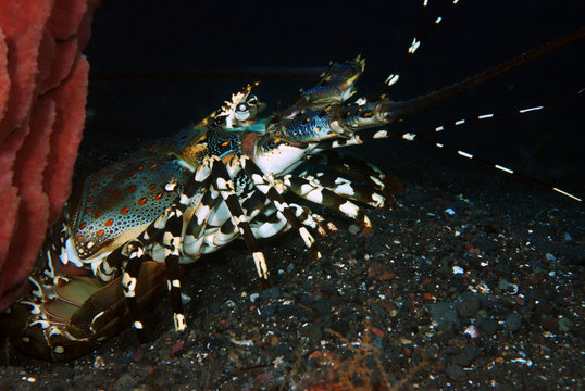 "Painted Crayfish" Bilder – Durchsuchen 104 Archivfotos, Vektorgrafiken ...