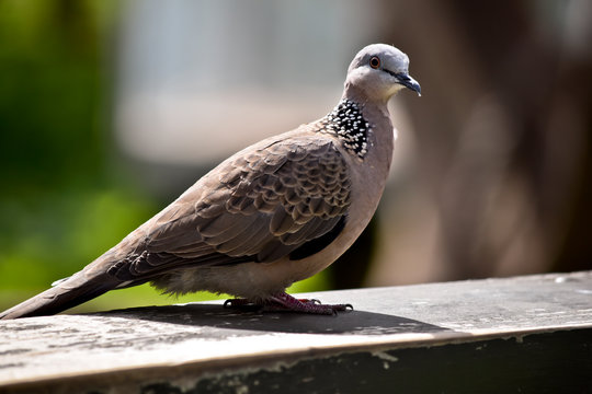 "Spotted Turtle Dove" Images – Browse 1,692 Stock Photos, Vectors, and Video | Adobe Stock