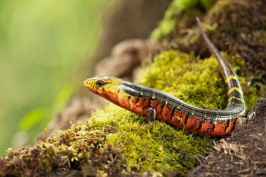 Galliwasp Images – Browse 197 Stock Photos, Vectors, and Video | Adobe ...