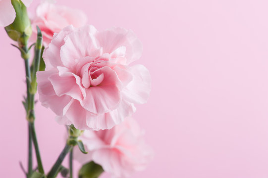 Pink Carnation Background Images – Browse 66,248 Stock Photos, Vectors ...