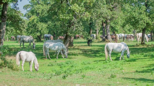 Lipicanec Imagens – Procure 92 fotos, vetores e vídeos | Adobe Stock