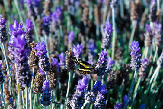 รูปภาพLavand – เลือกดูภาพถ่ายสต็อก เวกเตอร์ และวิดีโอ2,471 | Adobe Stock