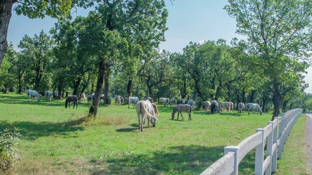 Lipica Video Footage – Browse 86 HD Stock Video and Footage | Adobe Stock