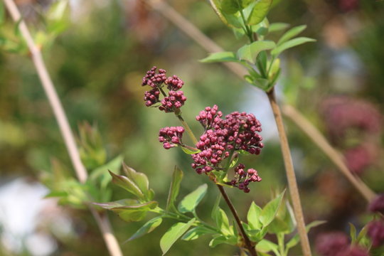 Flider Bilder – Durchsuchen 29 Archivfotos, Vektorgrafiken und Videos ...