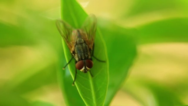 House-Fly Images – Parcourir 26,472 le catalogue de photos, vecteurs et ...