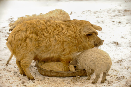 Landras Images – Browse 54 Stock Photos, Vectors, and Video | Adobe Stock