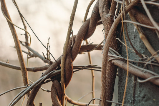 Entwined Images – Browse 12,629 Stock Photos, Vectors, and Video ...