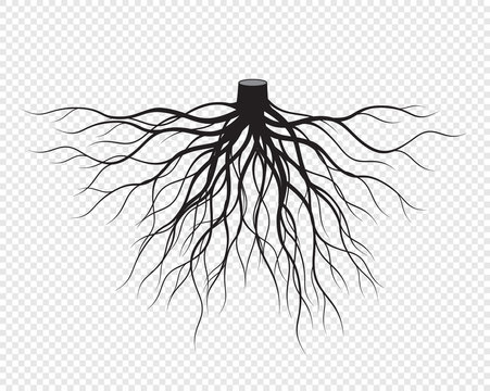 Tree Roots Underground Drawing