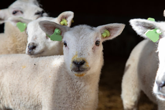 รูปภาพBaa-Lamb – เลือกดูภาพถ่ายสต็อก เวกเตอร์ และวิดีโอ387 | Adobe Stock