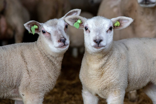 Baa-Lamb Bilder – Durchsuchen 372 Archivfotos, Vektorgrafiken und ...