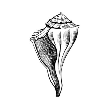 Conch Sketch