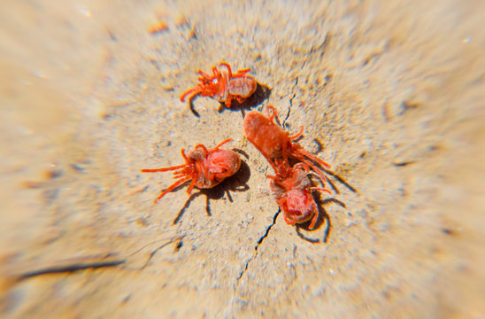 Rainbug Bilder – Durchsuchen 33 Archivfotos, Vektorgrafiken und Videos ...