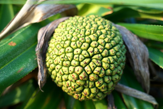 Kewda Images – Browse 1,201 Stock Photos, Vectors, and Video | Adobe Stock