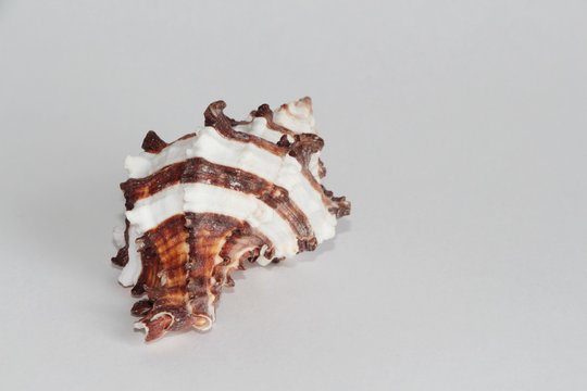 Hexaplex Images – Browse 103 Stock Photos, Vectors, and Video | Adobe Stock