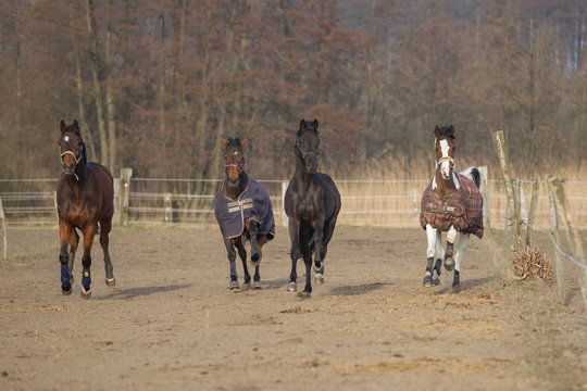 Fluchttier bilder – Bläddra bland 863 stockfoton, vektorer och videor ...