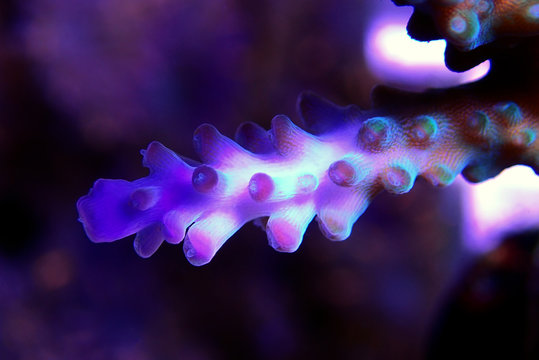 รูปภาพPolyp – เลือกดูภาพถ่ายสต็อก เวกเตอร์ และวิดีโอ25,544 | Adobe Stock