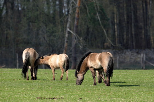 รูปภาพWildpferde – เลือกดูภาพถ่ายสต็อก เวกเตอร์ และวิดีโอ1,768 | Adobe ...