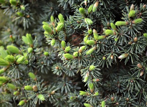 รูปภาพRottanne – เลือกดูภาพถ่ายสต็อก เวกเตอร์ และวิดีโอ180 | Adobe Stock