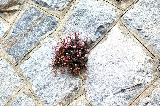 Steifseil Bilder – Durchsuchen 84 Archivfotos, Vektorgrafiken und ...