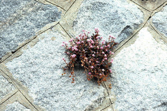 Steifseil Bilder – Durchsuchen 84 Archivfotos, Vektorgrafiken und ...