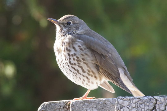 Drozd Bilder – Durchsuchen 713 Archivfotos, Vektorgrafiken und Videos ...