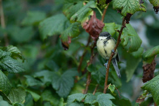 Musvit Bilder – Durchsuchen 41 Archivfotos, Vektorgrafiken und Videos ...