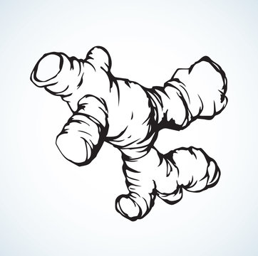 Ginger Line Drawing Images – Browse 17,678 Stock Photos, Vectors, and ...