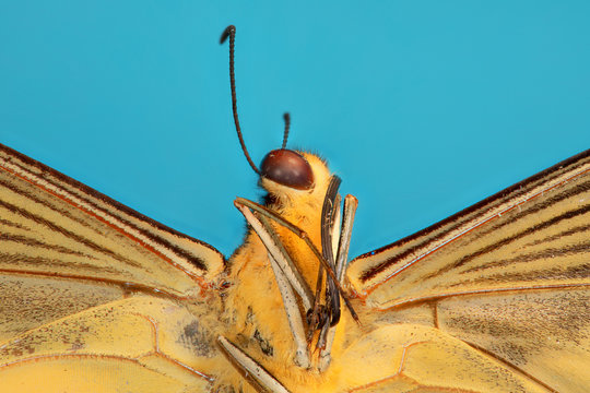 รูปภาพHeraclides – เลือกดูภาพถ่ายสต็อก เวกเตอร์ และวิดีโอ120 | Adobe Stock