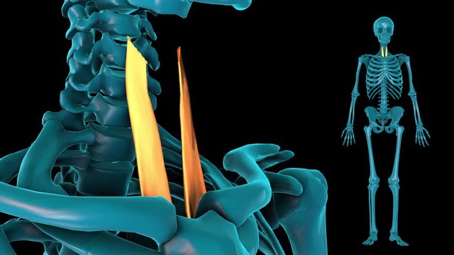 Sternothyroid Images – Browse 54 Stock Photos, Vectors, and Video ...