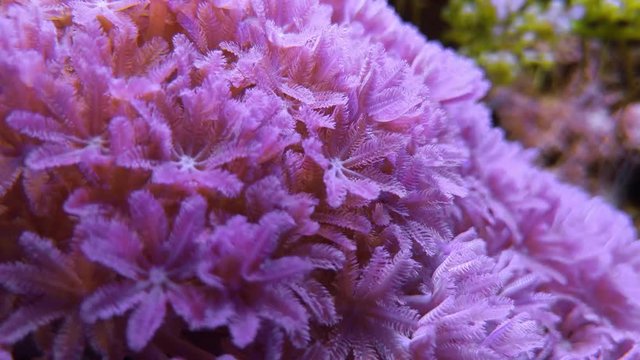 Heteroxenia Imagens – Procure 90 fotos, vetores e vídeos | Adobe Stock