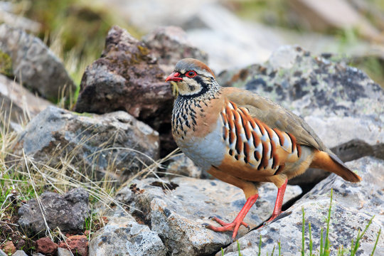 "French Partridge" Images – Browse 4 Stock Photos, Vectors, and Video ...