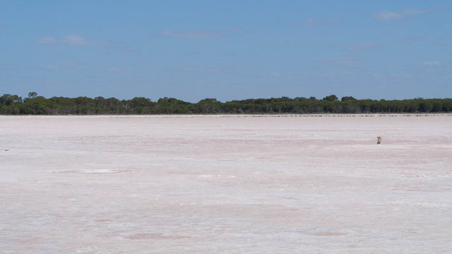 Pinky Big Ass-Bilder: Stock-Fotos & -Videos. | Adobe Stock