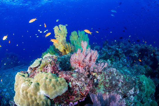 Reefscape Images – Browse 1,930 Stock Photos, Vectors, and Video ...