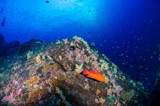 Reefscape Images – Browse 1,937 Stock Photos, Vectors, and Video ...