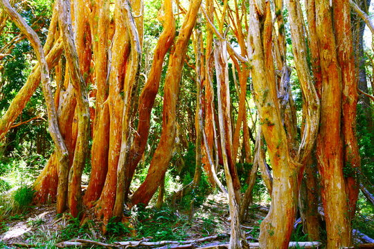 Arrayan Images – Browse 214 Stock Photos, Vectors, and Video | Adobe Stock