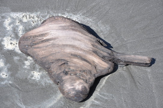 Beachcomb Images – Parcourir 2,775 le catalogue de photos, vecteurs et ...