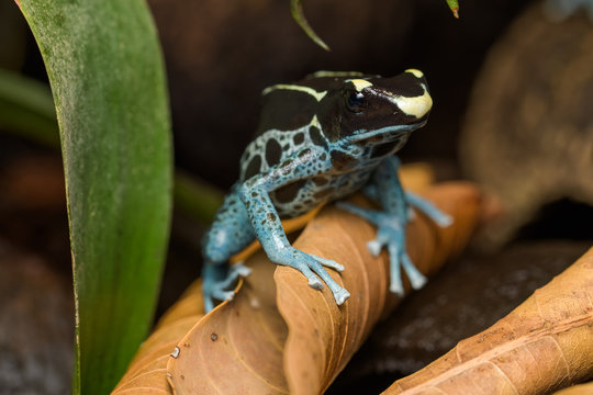 "Dendrobates Tinctorius" Images – Browse 933 Stock Photos, Vectors, and ...