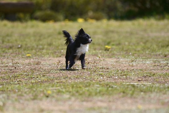 全力 Images – Browse 878 Stock Photos, Vectors, and Video | Adobe Stock