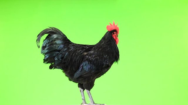 Australorp Images – Browse 675 Stock Photos, Vectors, and Video | Adobe ...