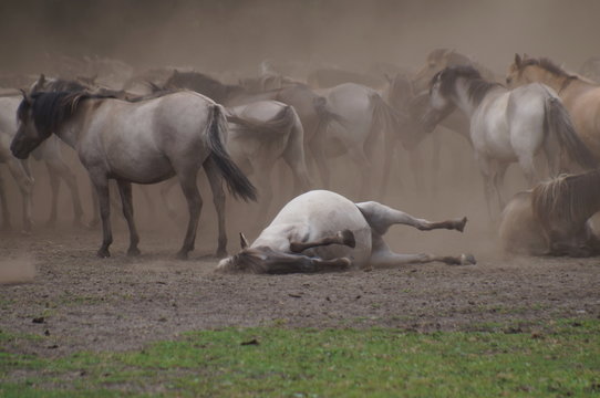 Imágenes de Wildpferde: descubre bancos de fotos, ilustraciones ...