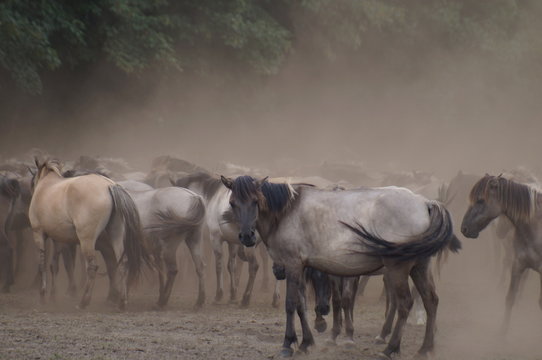 รูปภาพWildpferde – เลือกดูภาพถ่ายสต็อก เวกเตอร์ และวิดีโอ1,768 | Adobe ...