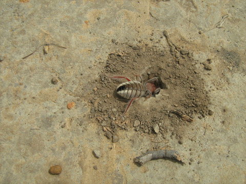 Solifugae Images – Browse 400 Stock Photos, Vectors, and Video | Adobe ...