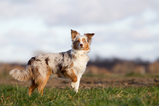 "Mini Australian Shepherd" Images – Browse 783 Stock Photos, Vectors ...